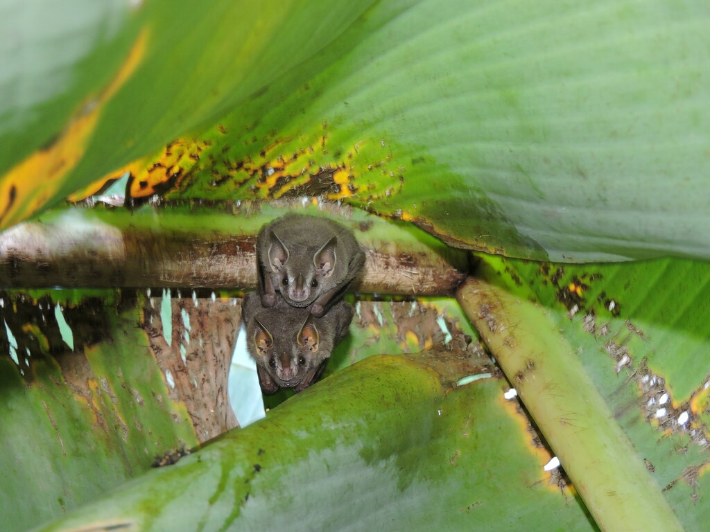 Pygmy Fruit-eating Bat from Minatitlán Municipality, Colima, Mexico on ...