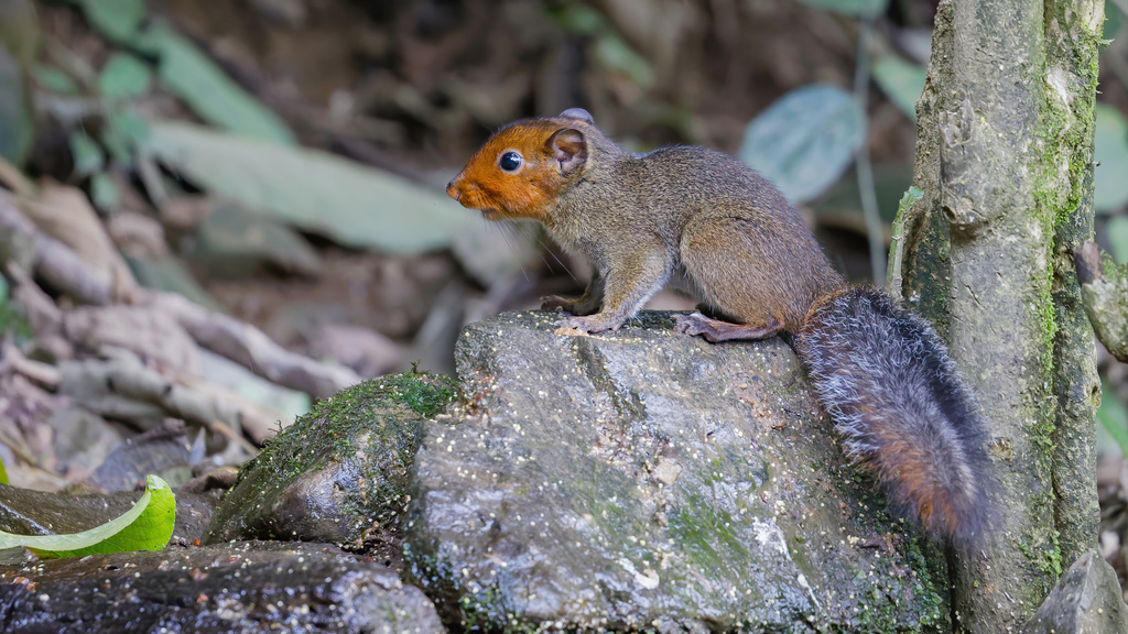 Red-cheeked Squirrels (Dremomys) - Know Your Mammals