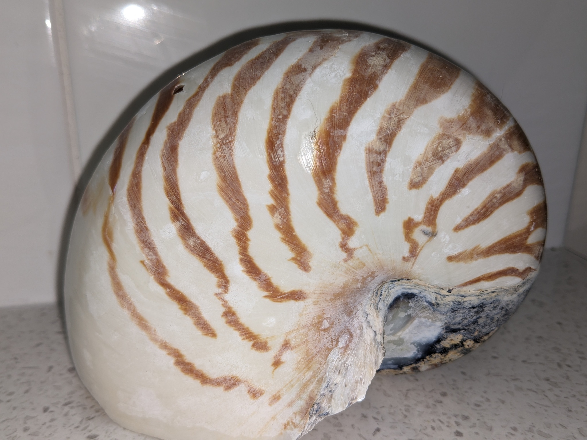 Nautilus Linnaeus, 1758
