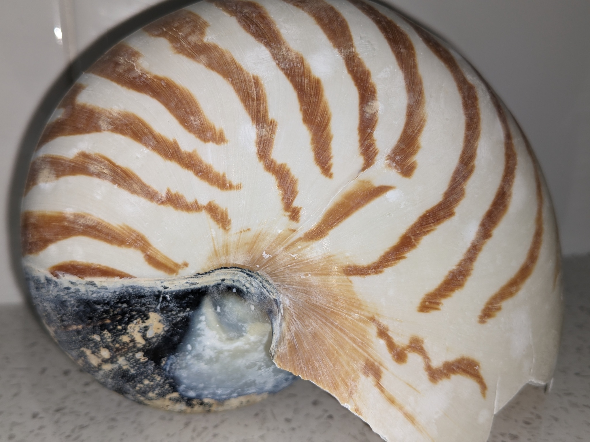 Nautilus Linnaeus, 1758