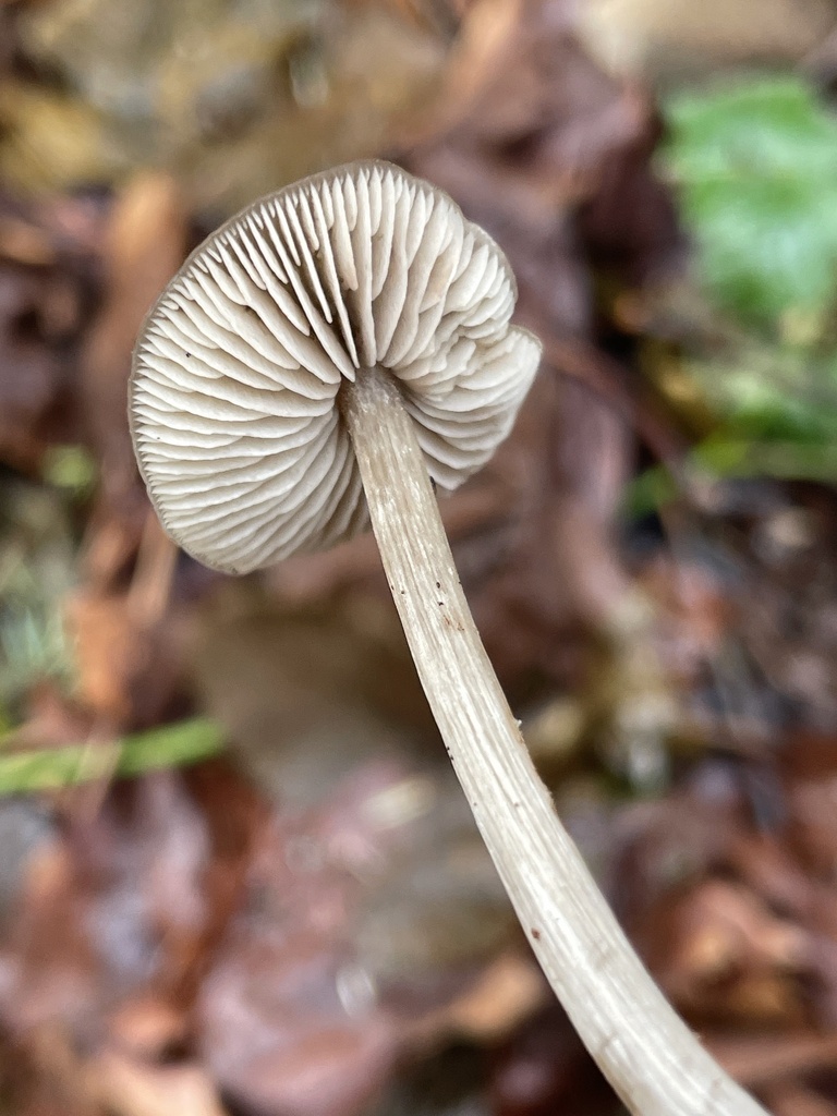 Nolanea from 44th Pl W, Mukilteo, WA, US on January 17, 2023 at 01:08 ...