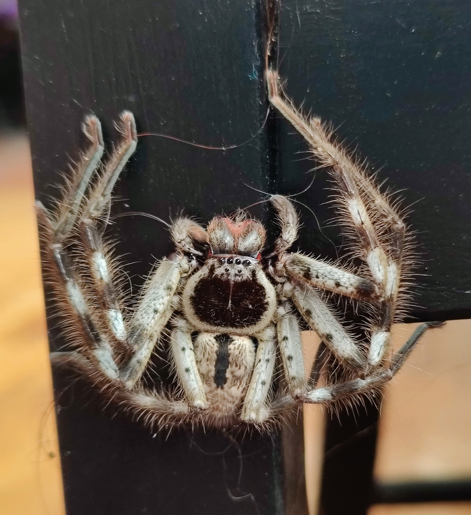 Grey Huntsman Spider from Kuranda QLD 4881, Australia on January 18 ...