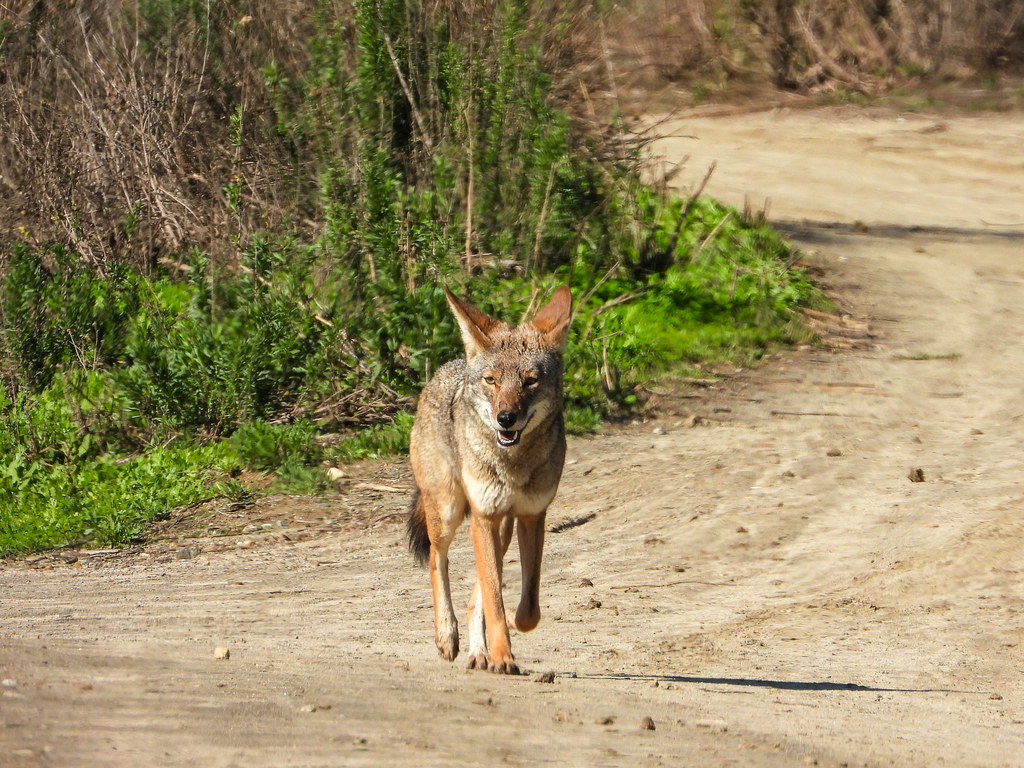 Coyote from Costa Mesa, CA, USA on January 17, 2023 at 10:48 AM by ...