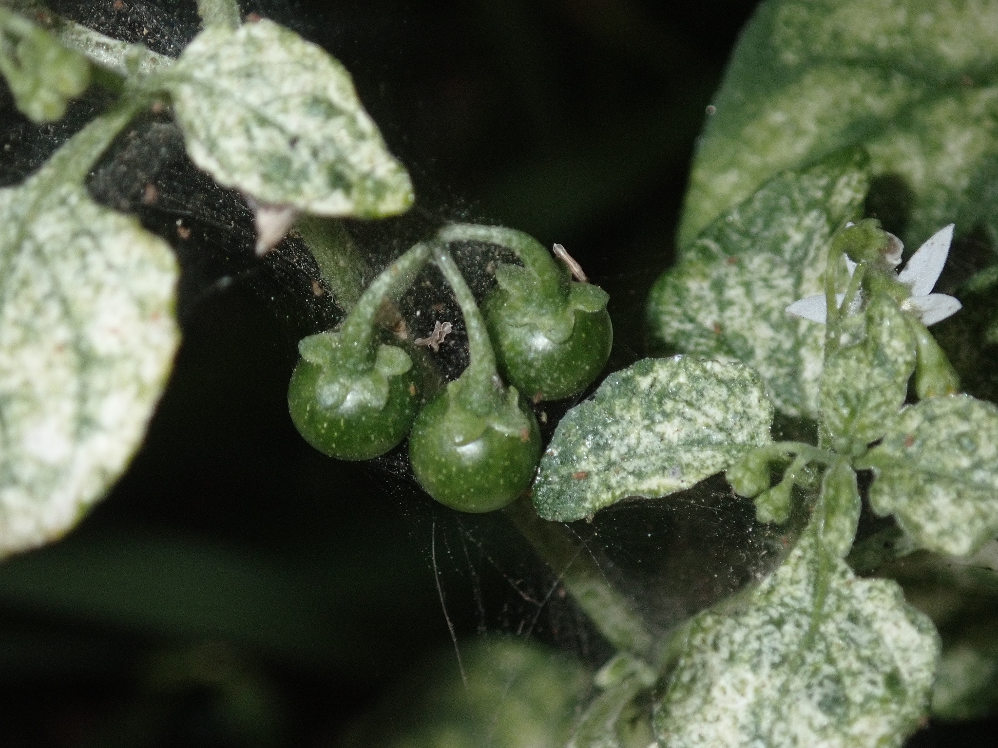 Solanum americanum Mill.