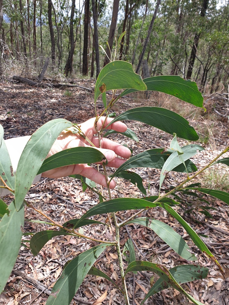 sickle wattle from Tamborine QLD 4270, Australia on October 13, 2021 at ...