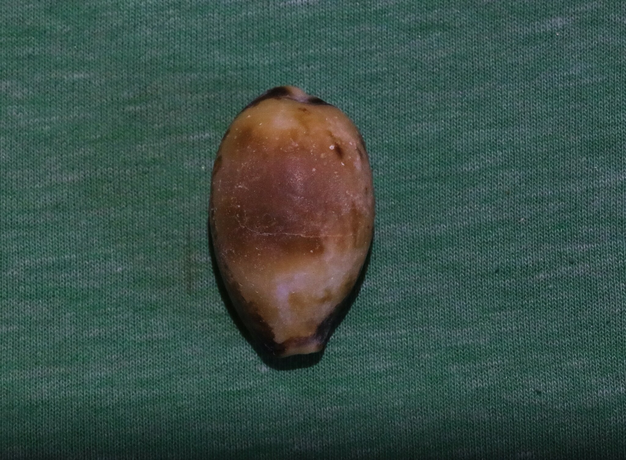 Lyncina lynx (Linnaeus, 1758)