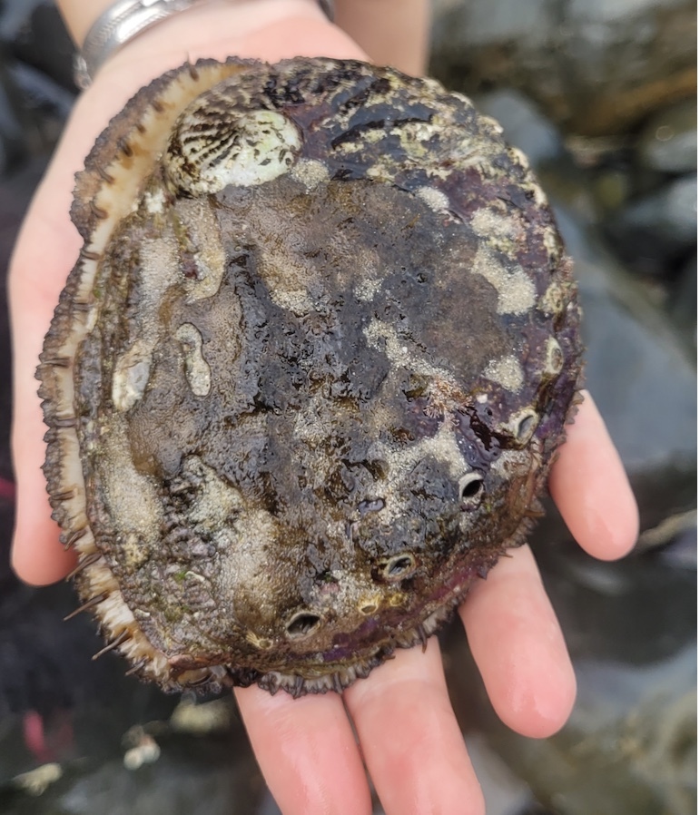 Haliotis rubra Leach, 1814