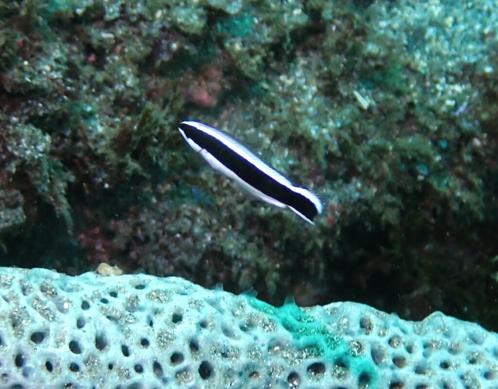 Comb Wrasse from Sydney NSW, Australia on December 29, 2022 at 10:19 AM ...