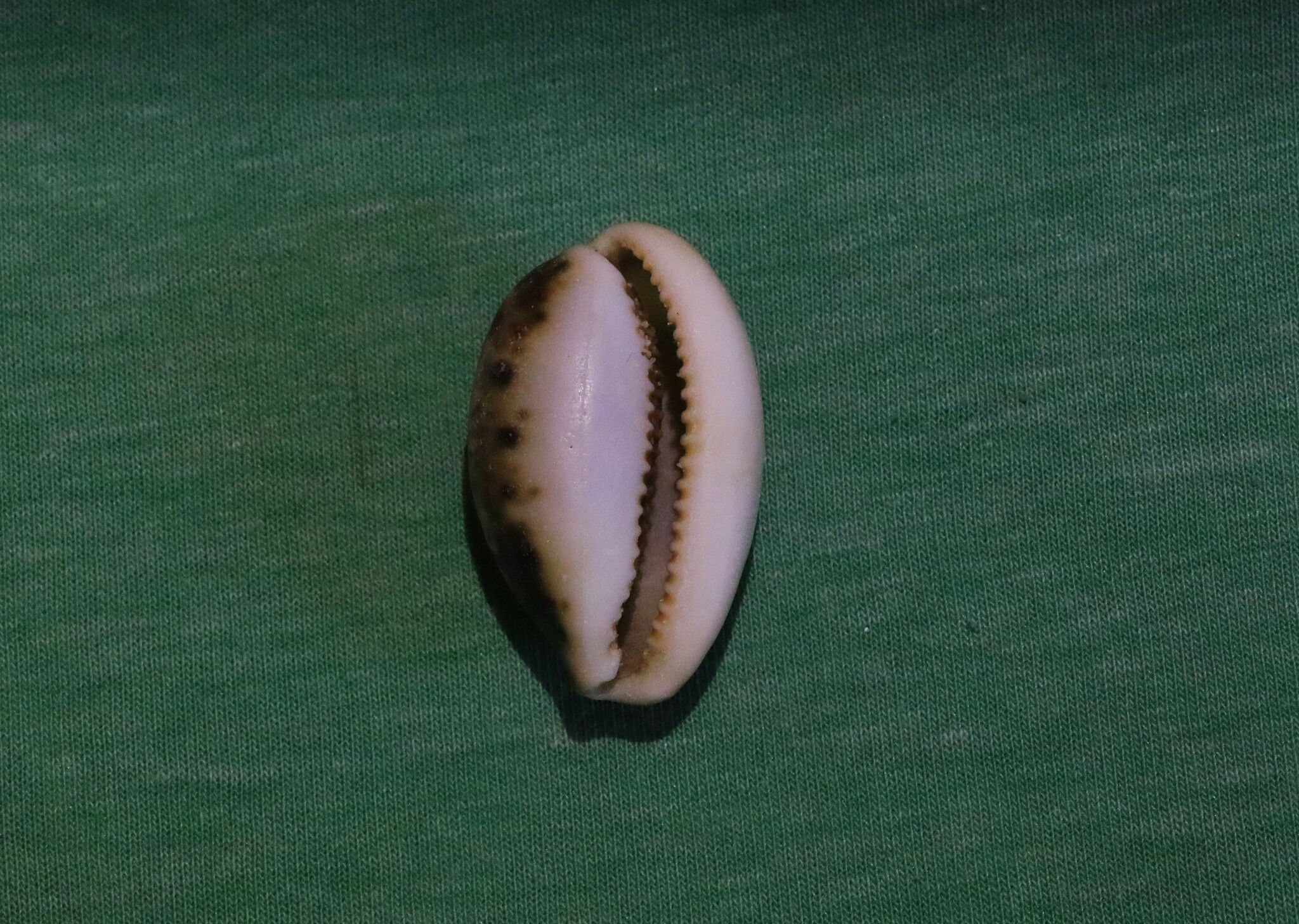 Lyncina lynx (Linnaeus, 1758)
