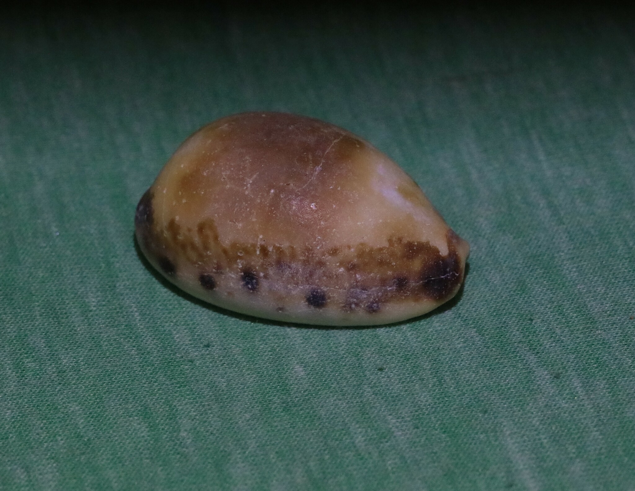 Lyncina lynx (Linnaeus, 1758)