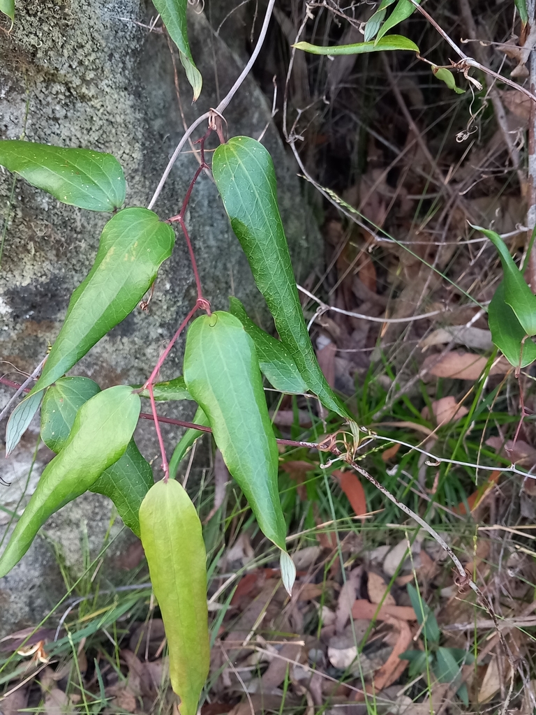 Sweet Sarsaparilla from Blue Mountains, AU-NS, AU on January 17, 2023 ...