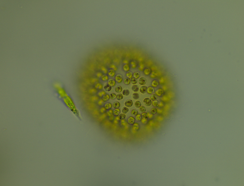 Uroglena volvox · iNaturalist