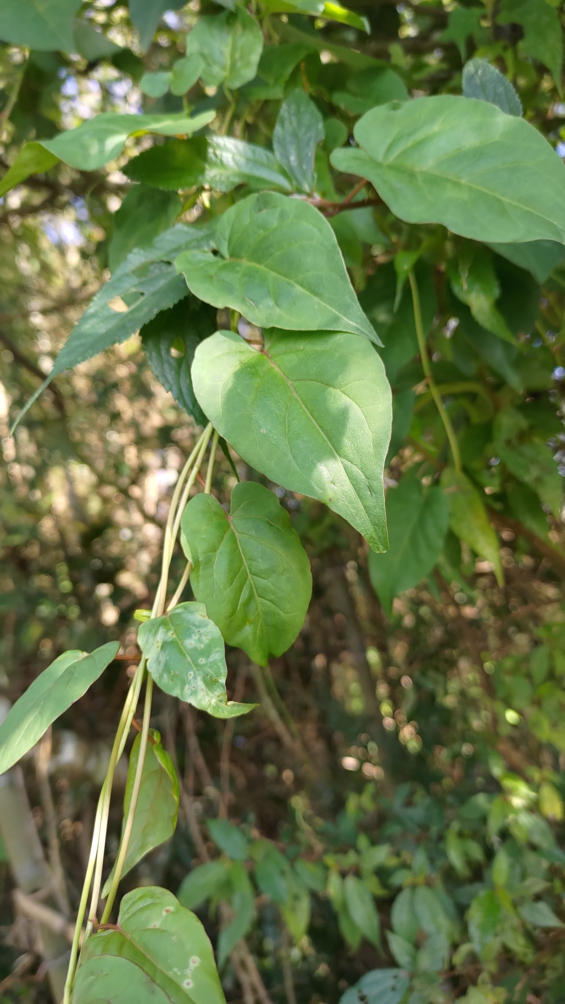 Fallopia multiflora (Thunb.) Haraldson