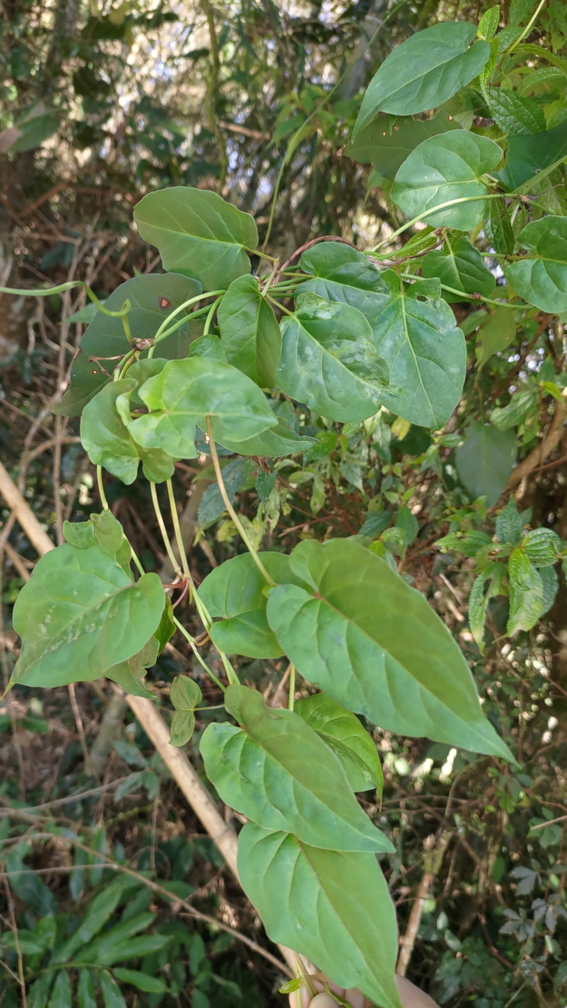 Fallopia multiflora (Thunb.) Haraldson