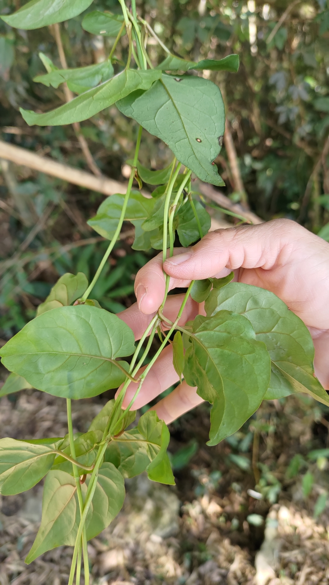 Fallopia multiflora (Thunb.) Haraldson
