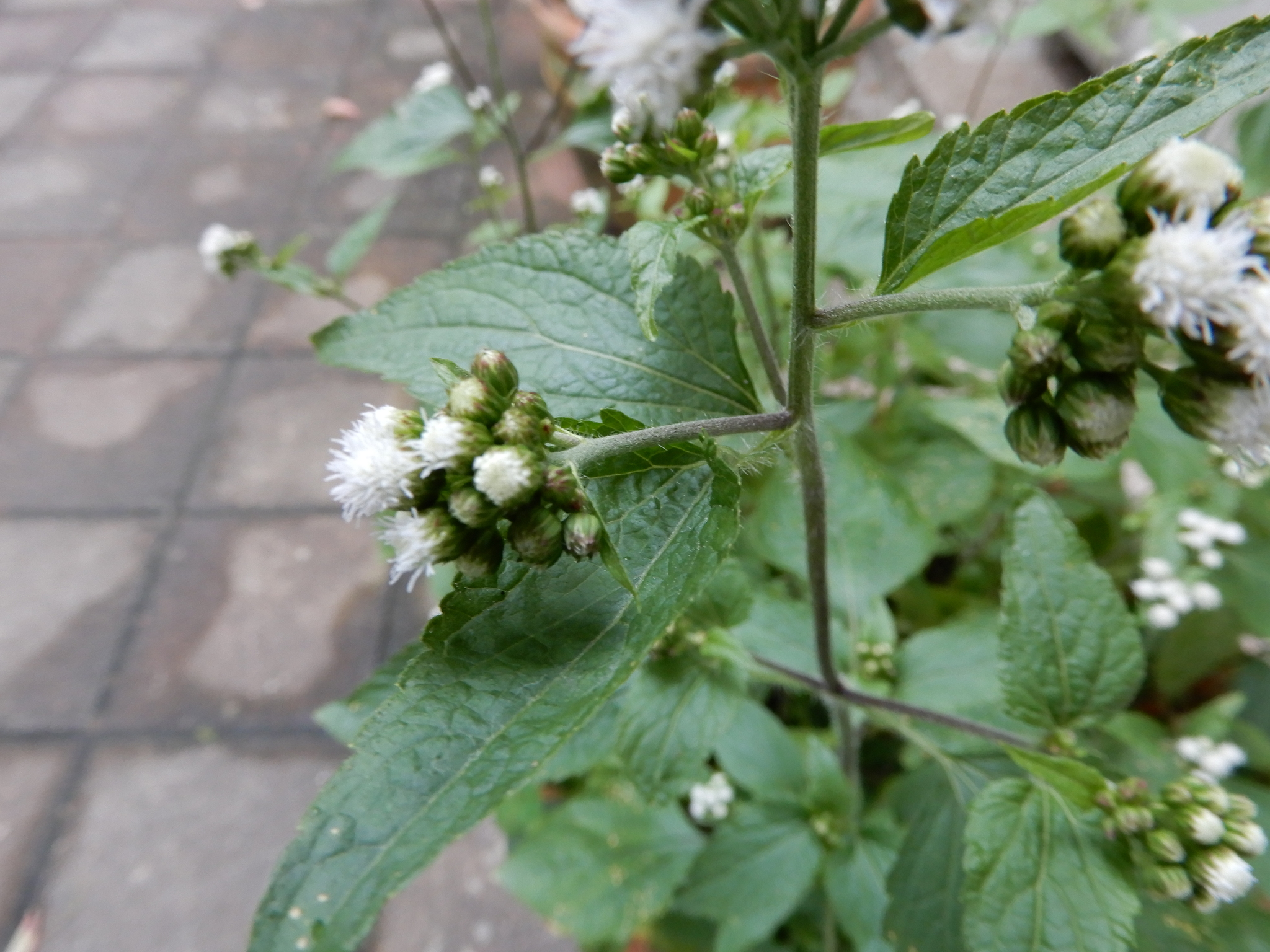Ageratum conyzoides L.
