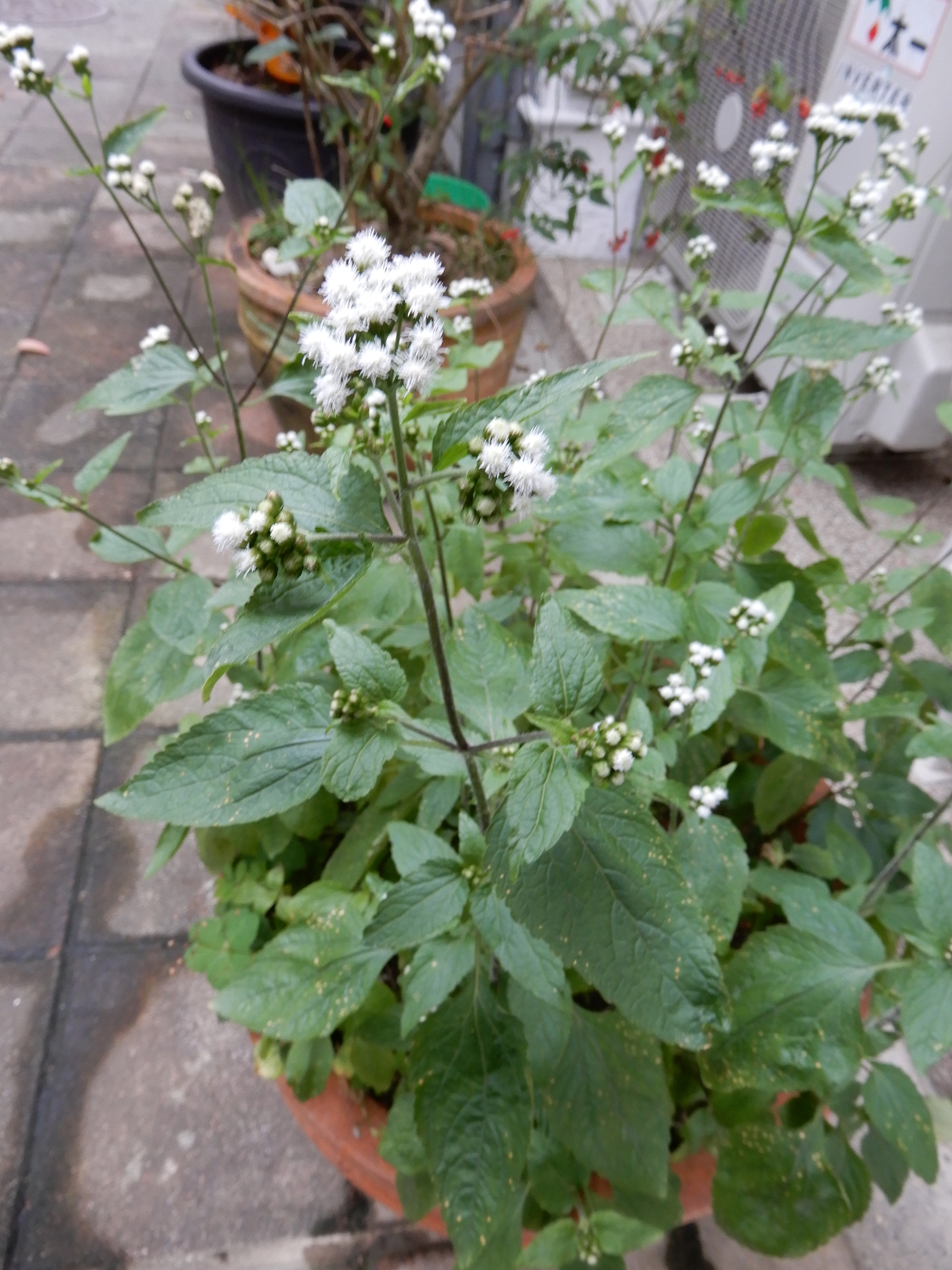 Ageratum conyzoides L.