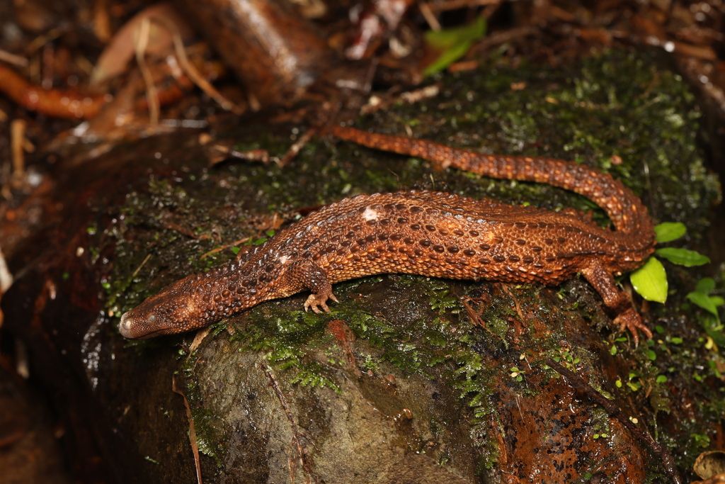 Borneo Earless Monitor in February 2020 by Vojtěch Víta. Observed with ...