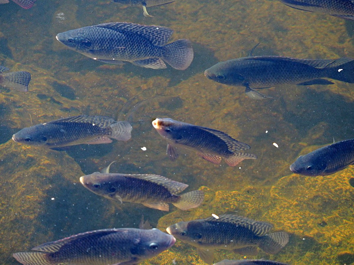 Oreochromis niloticus (Linnaeus, 1758)