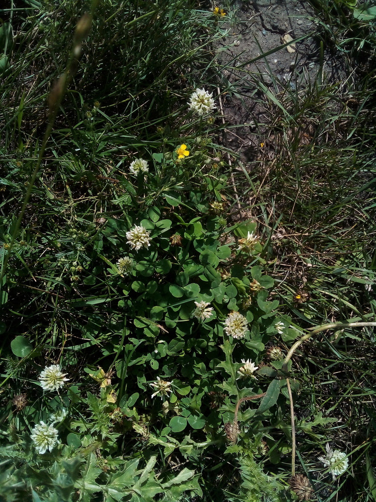 white clover from Etkul'skiy rayon, Chelyabinsk, Russia on July 21 ...