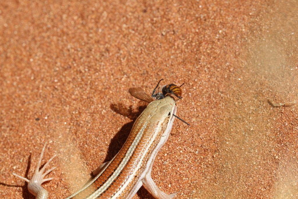 Western three-striped skink from Hardap Region, Namibia on December 17 ...