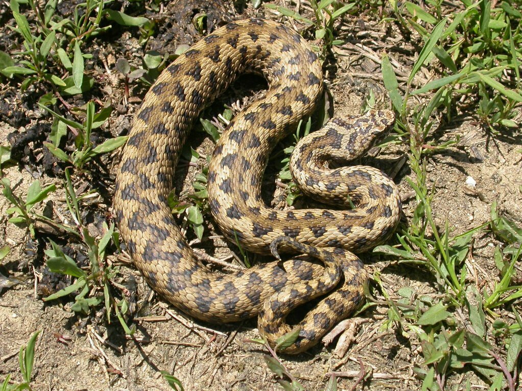 Asp Viper (Vipera aspis) - Snakes and Lizards