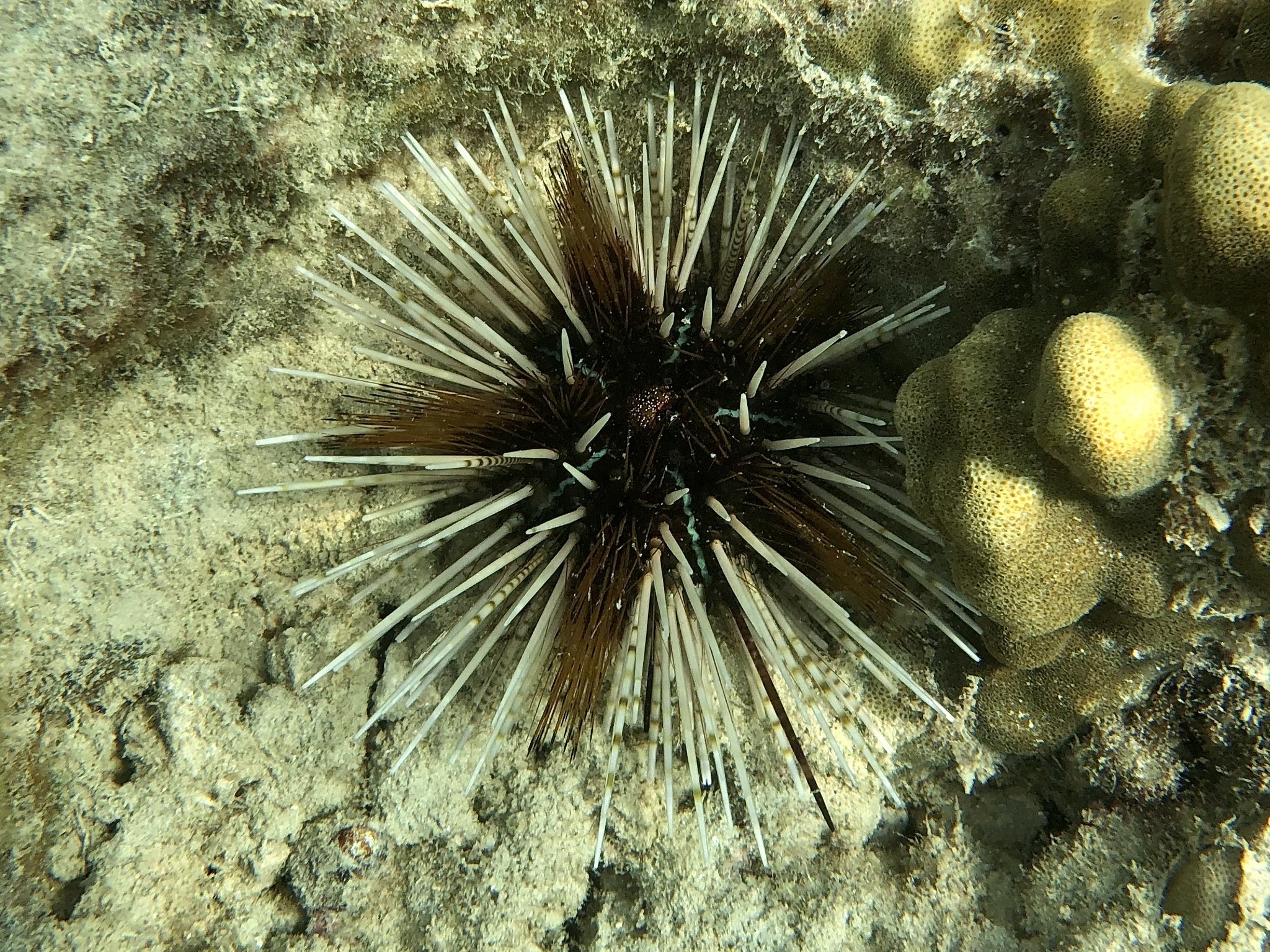 Echinothrix calamaris (Pallas, 1774)