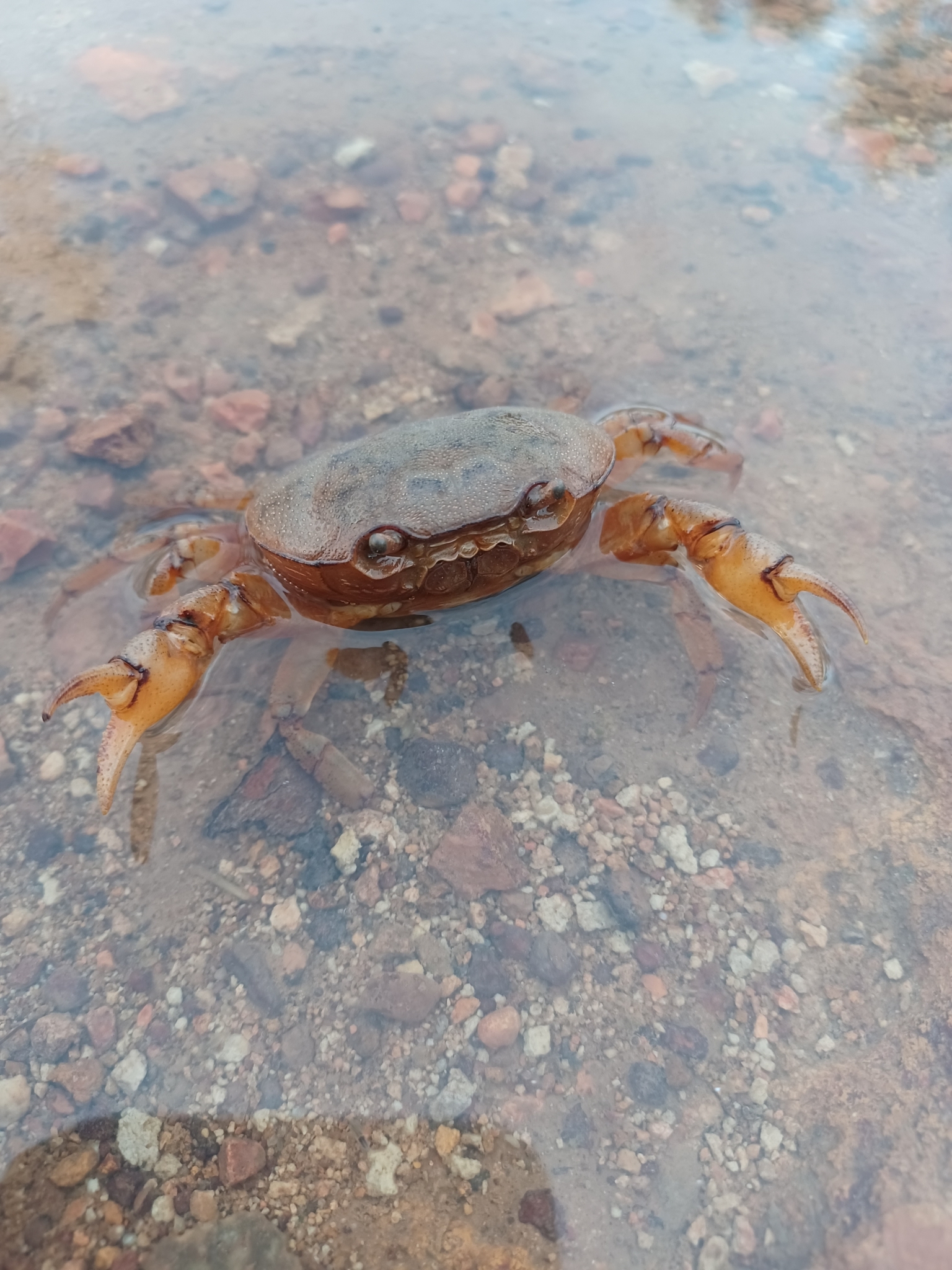 Austrothelphusa transversa (von Martens, 1868)