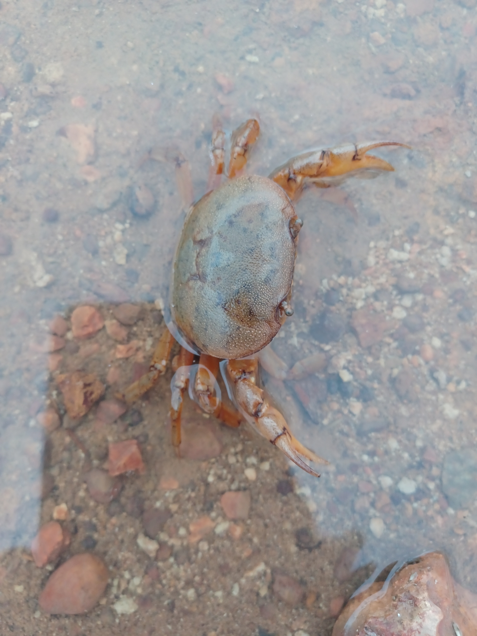 Austrothelphusa transversa (von Martens, 1868)