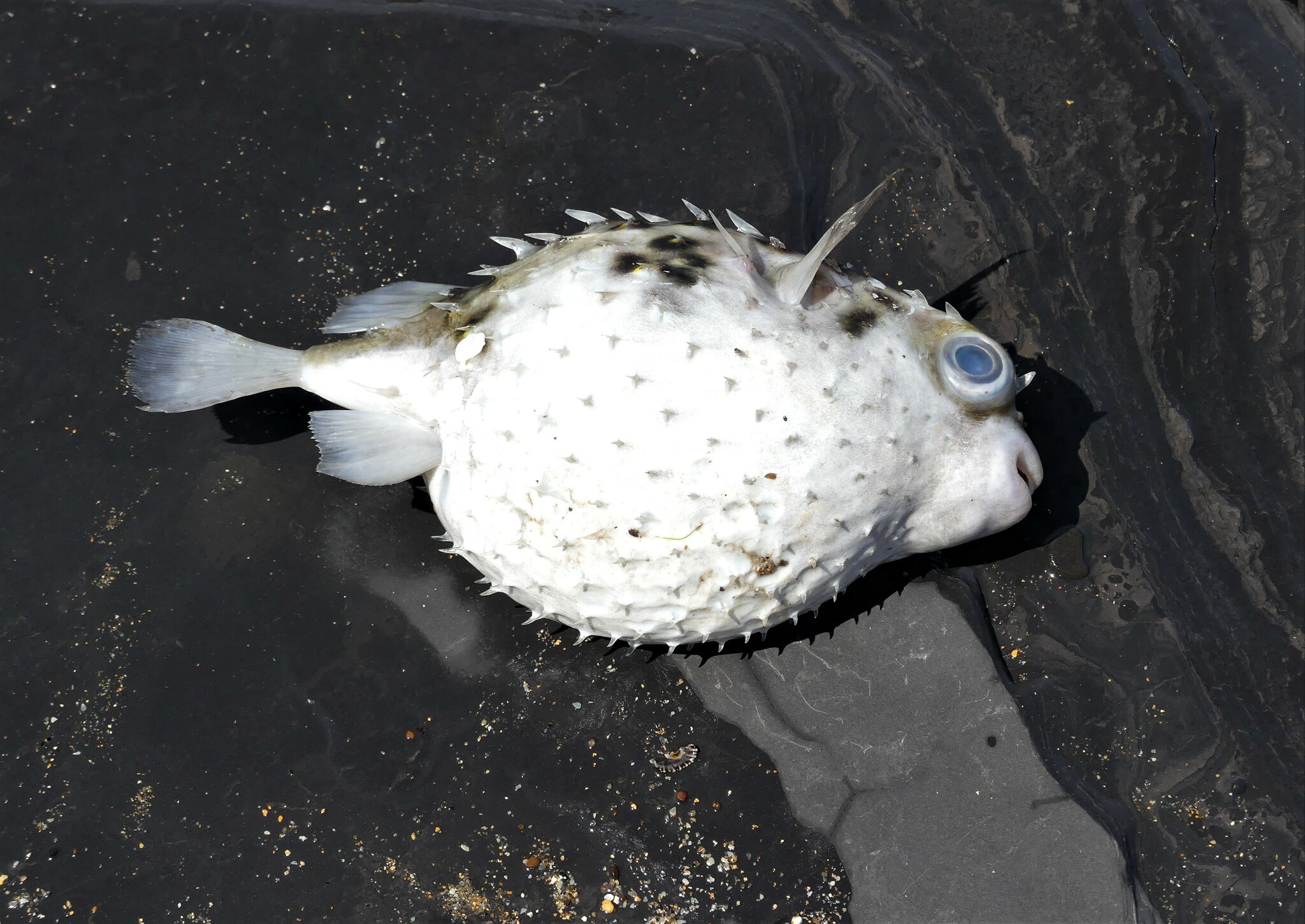 Allomycterus pilatus Whitley, 1931