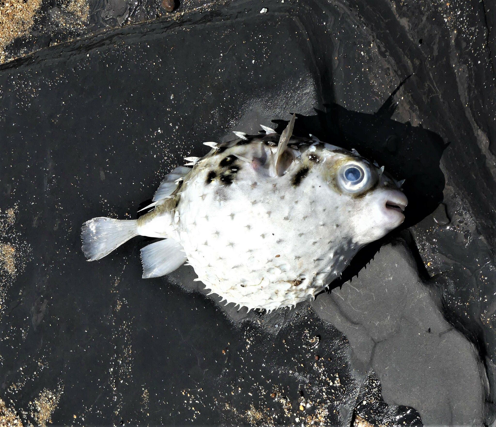 Allomycterus pilatus Whitley, 1931