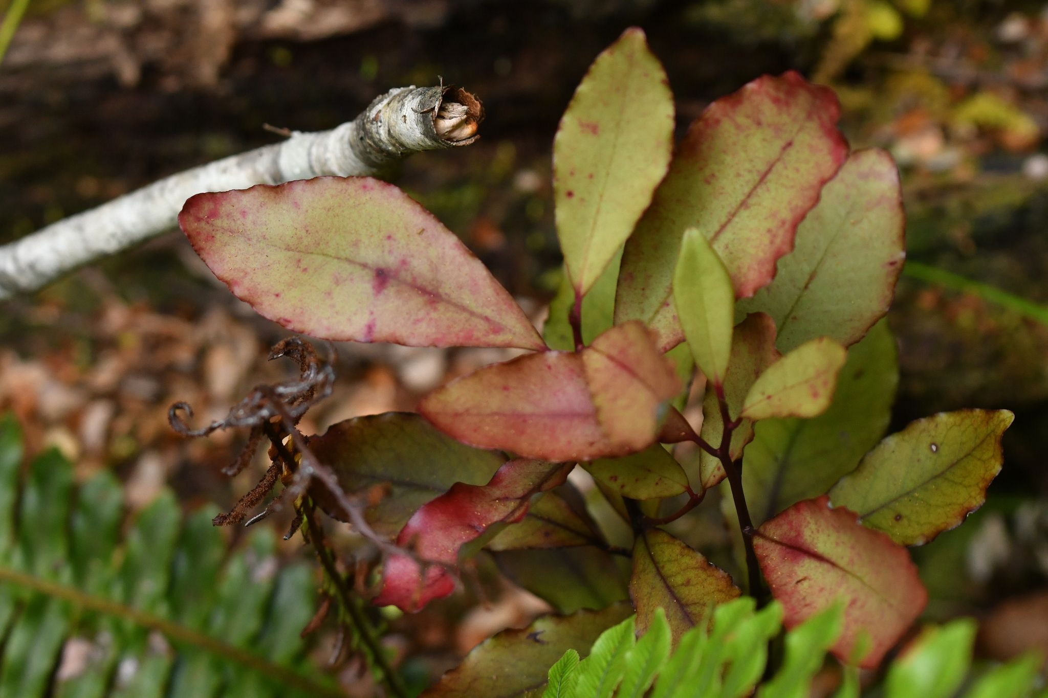 Pseudowintera colorata (Raoul) Dandy