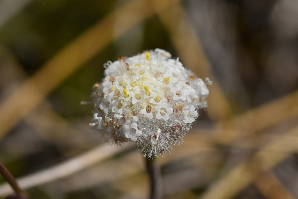 Craspedia uniflora from Southland District, Southland, New Zealand on ...