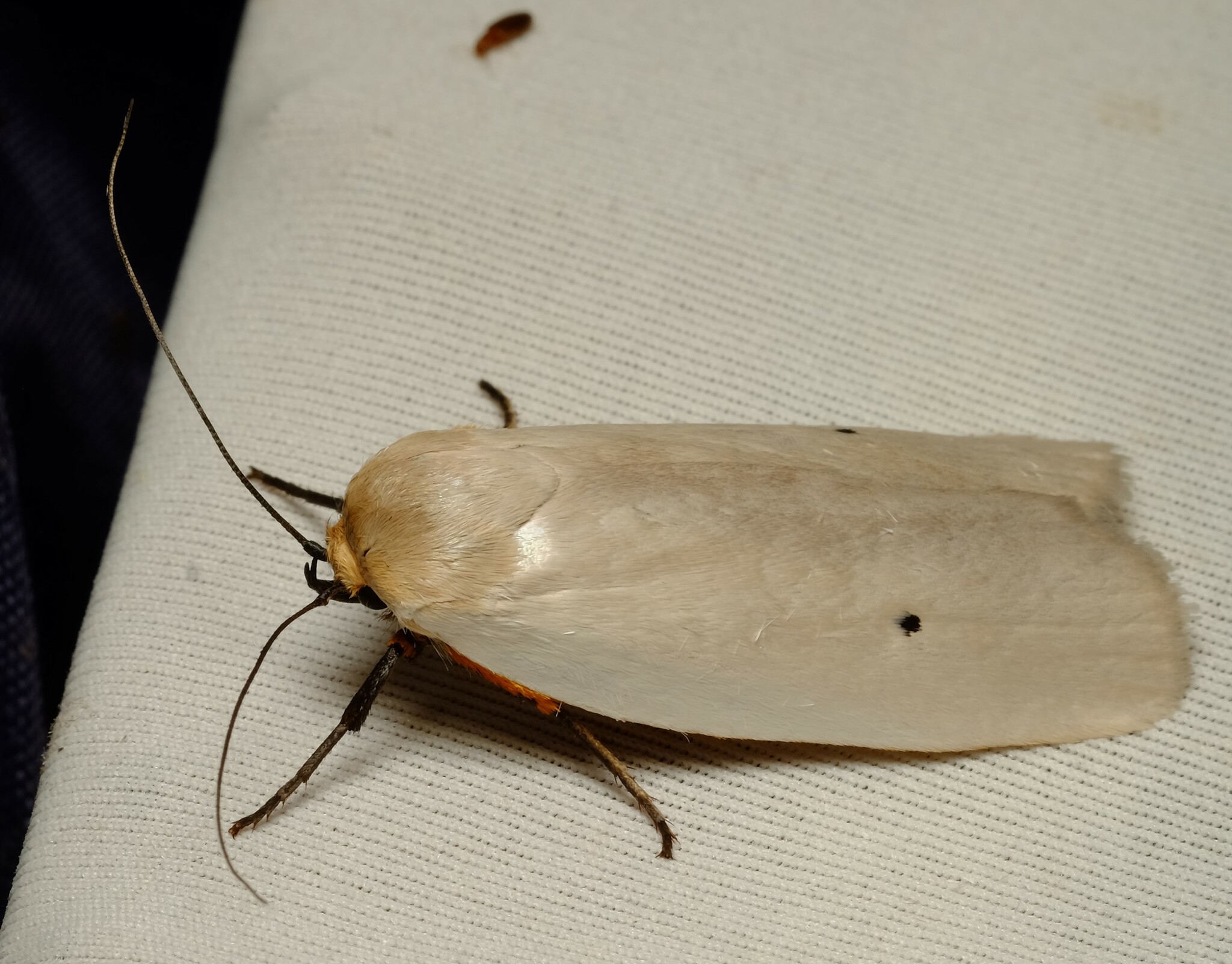 Maroga melanostigma (Wallengren, 1861)