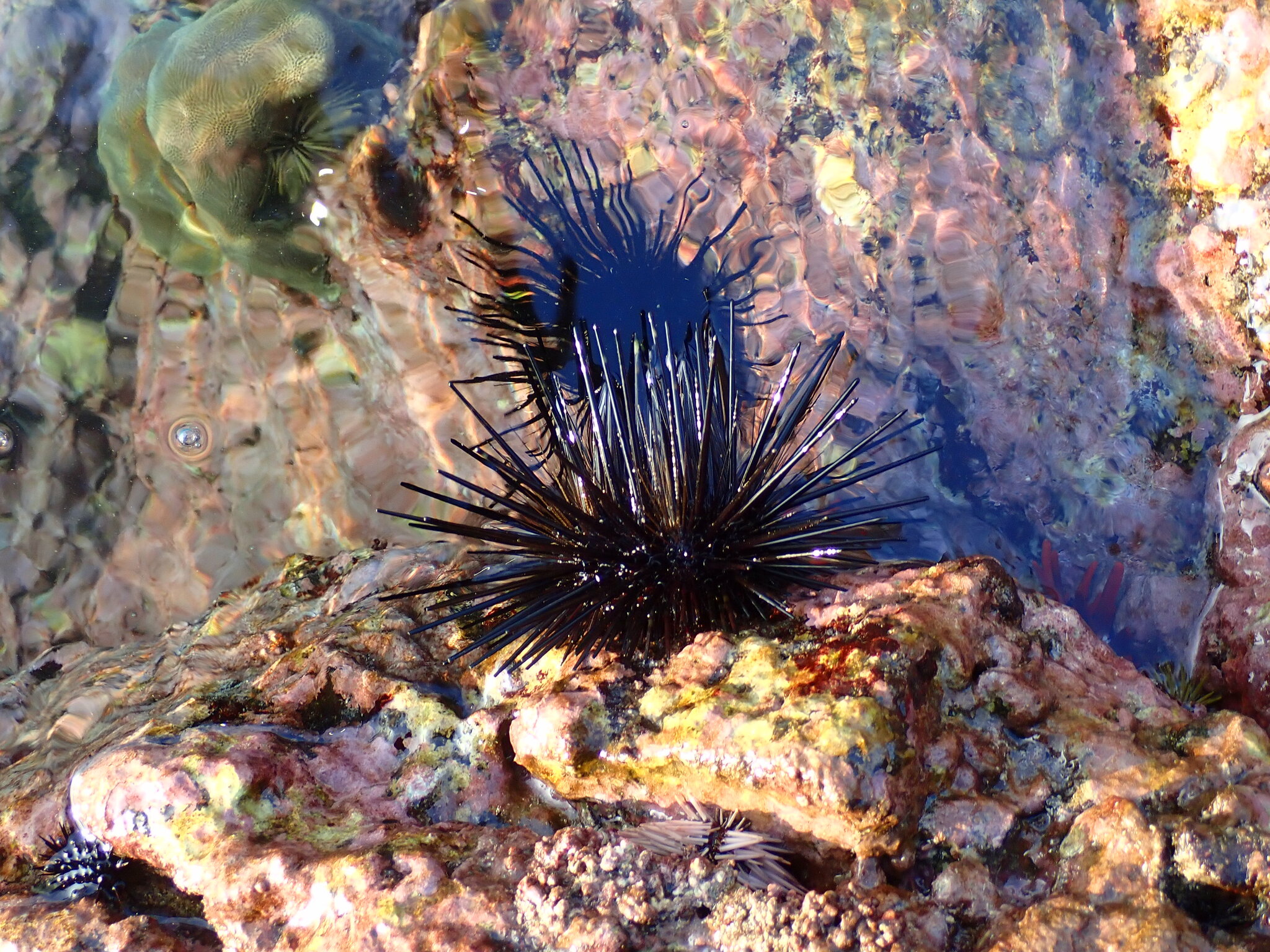 Echinothrix calamaris (Pallas, 1774)