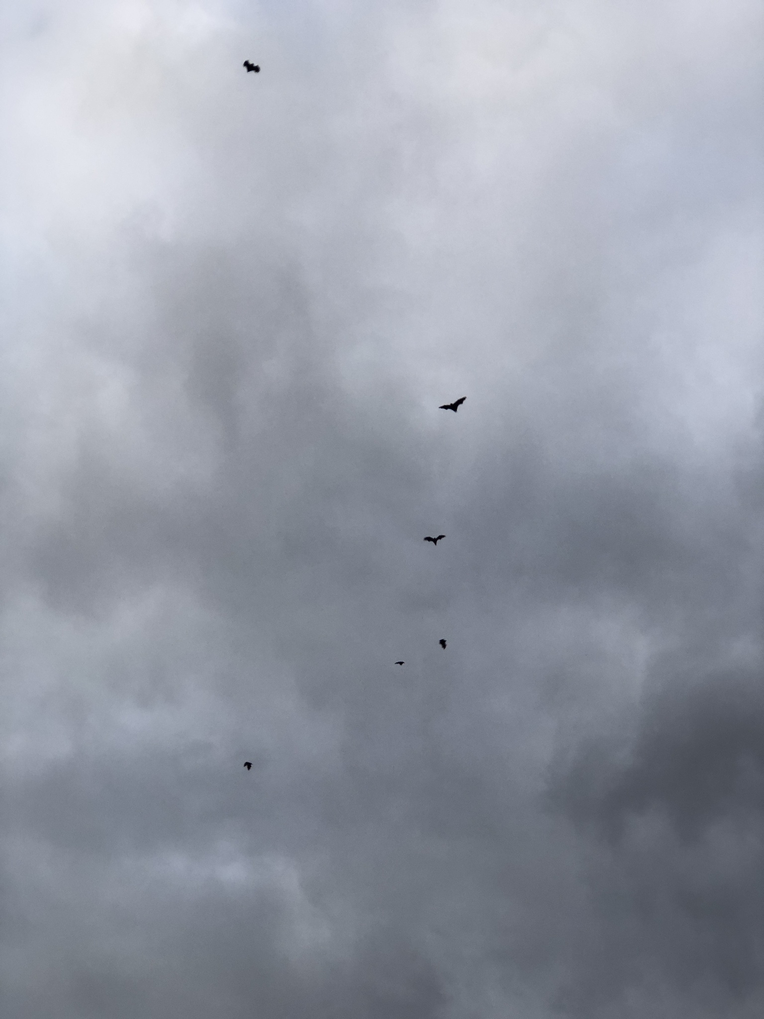 Pteropus Brisson, 1762