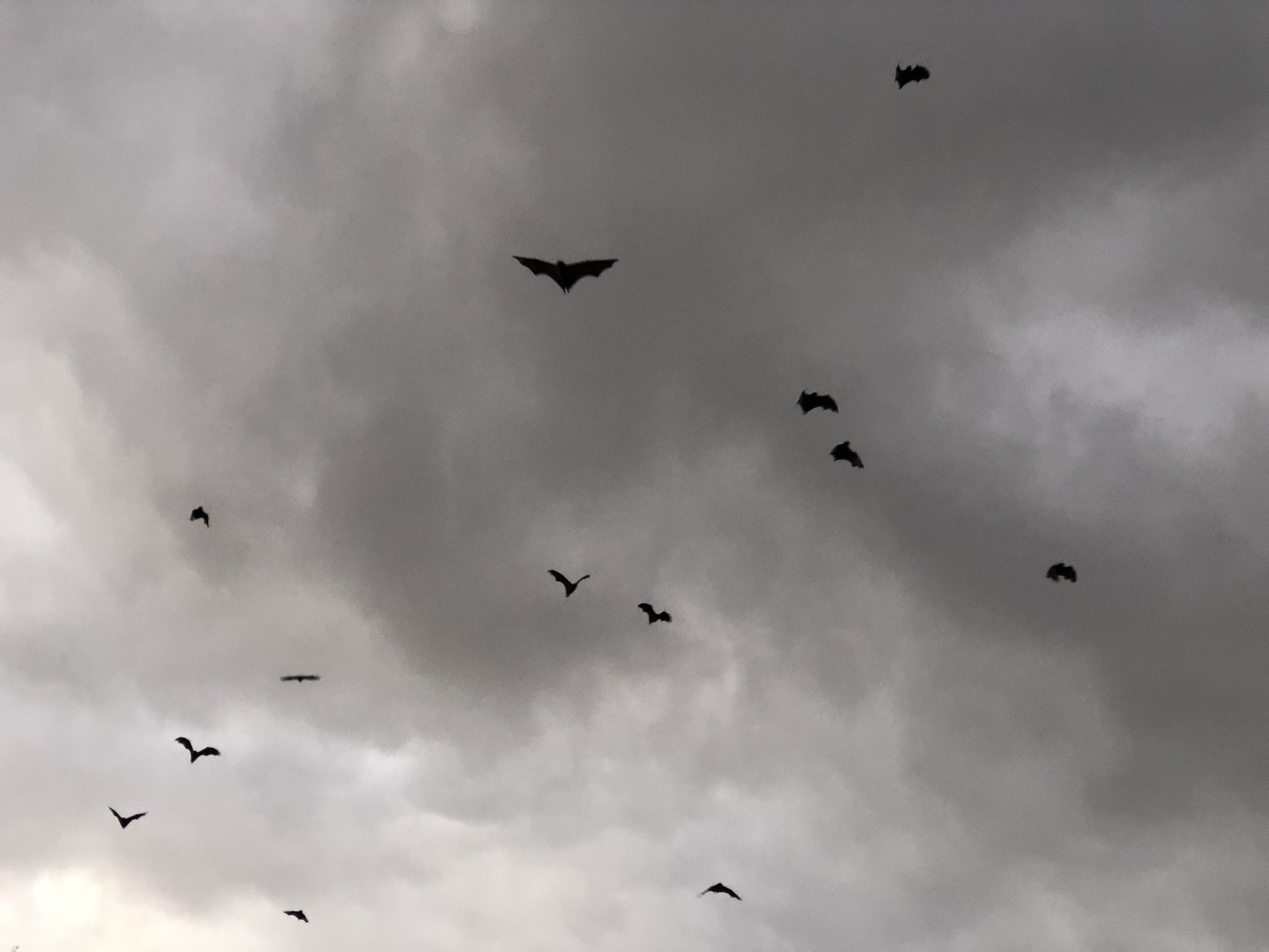 Pteropus Brisson, 1762