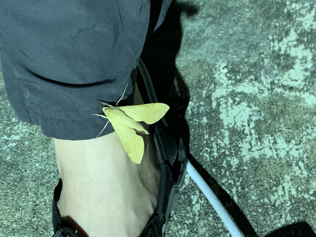 Cape Hawk from Nature Trail, Kilifi, KE on January 09, 2023 at 09:15 PM ...