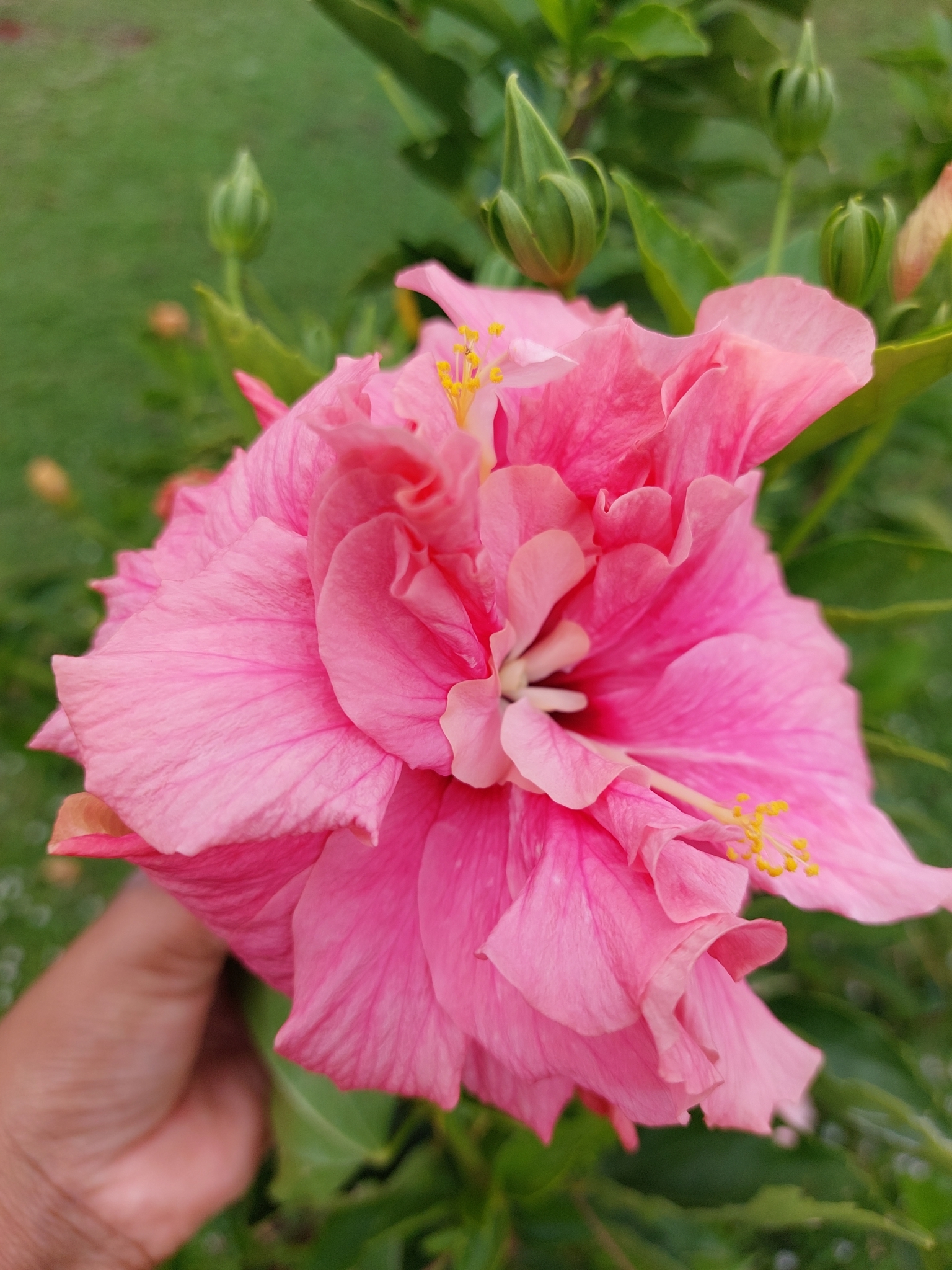 Hibiscus rosa-sinensis L.