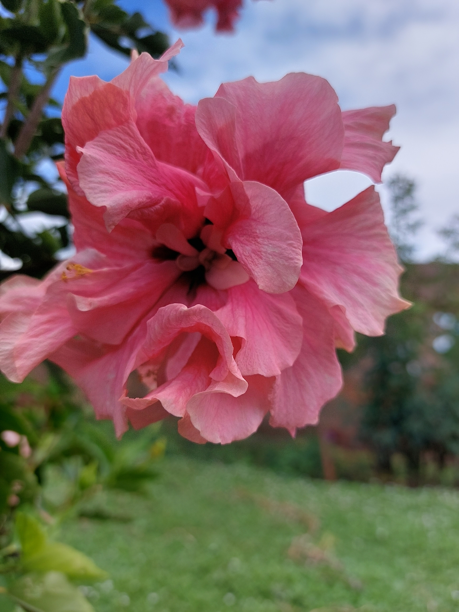 Hibiscus rosa-sinensis L.