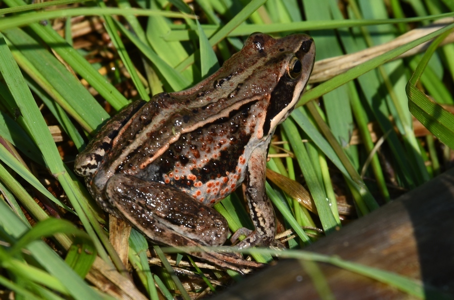 Rana amurensis Boulenger, 1886