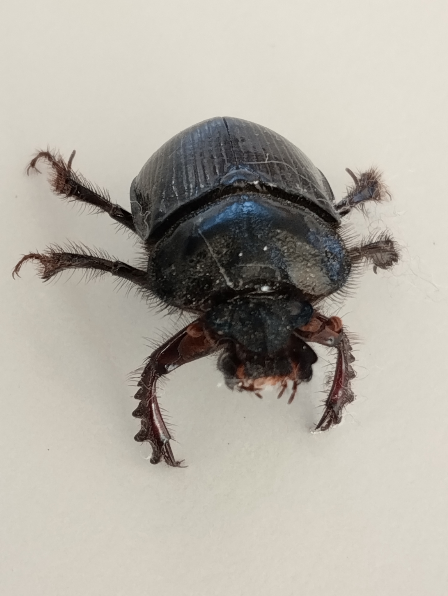 Geotrupidae