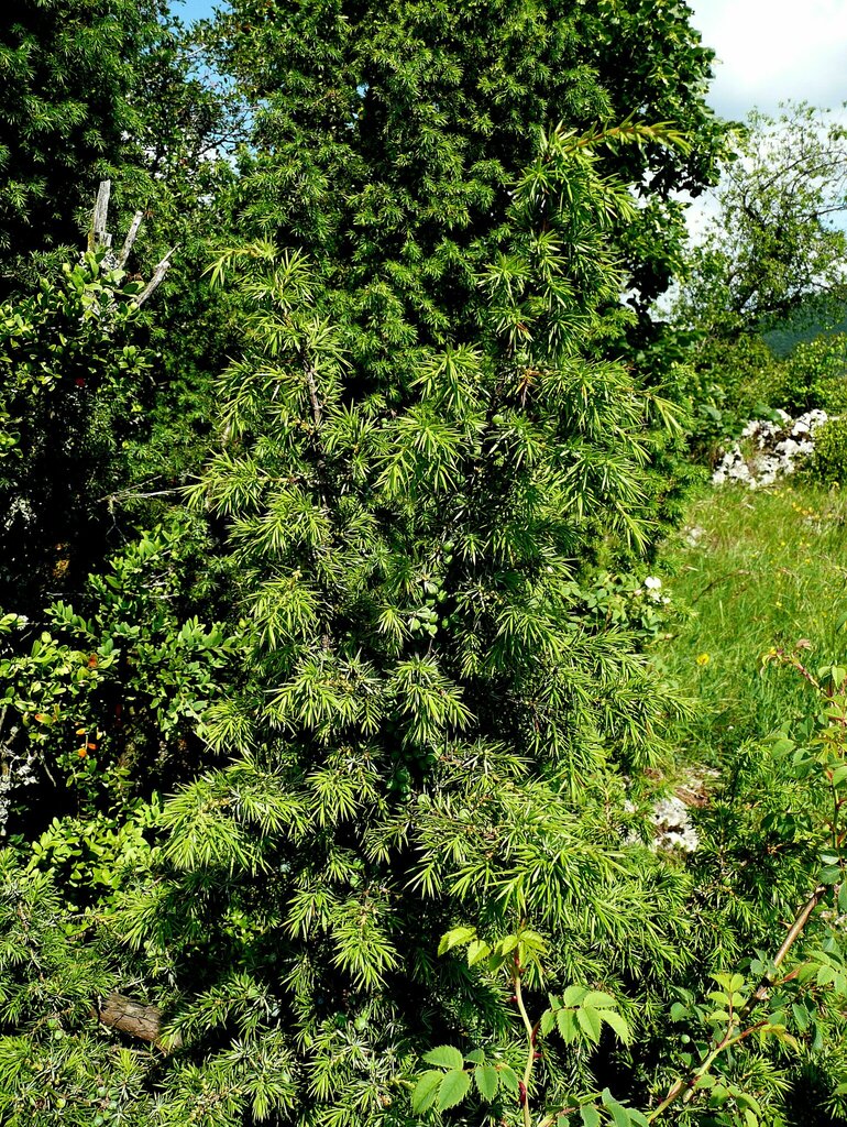 common juniper from Chapelle Saint-Michel 73190 Curienne, France on ...