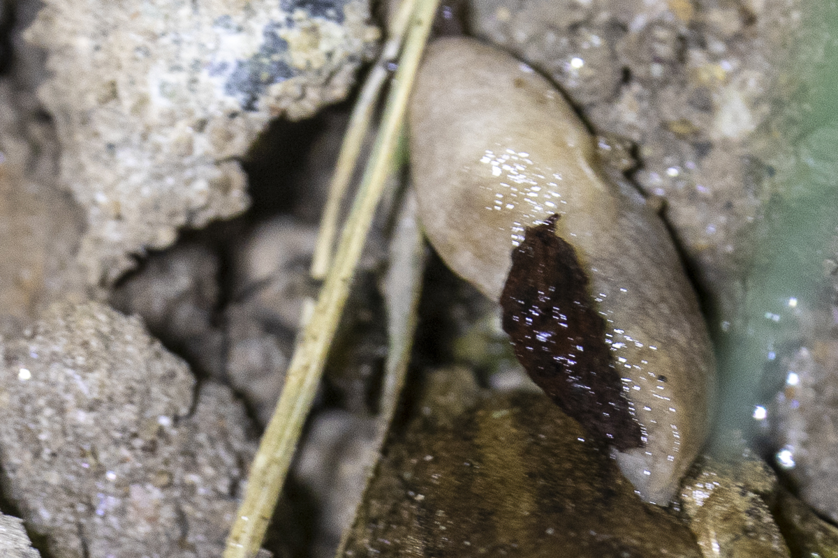 Deroceras reticulatum (O.F.Müller, 1774)