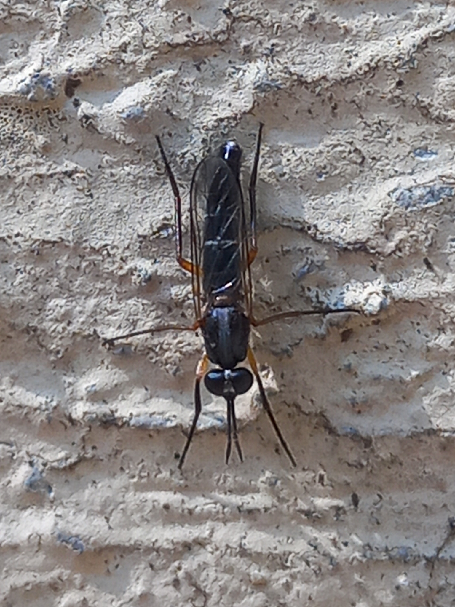 Phycus brunneus (Wiedemann, 1824)