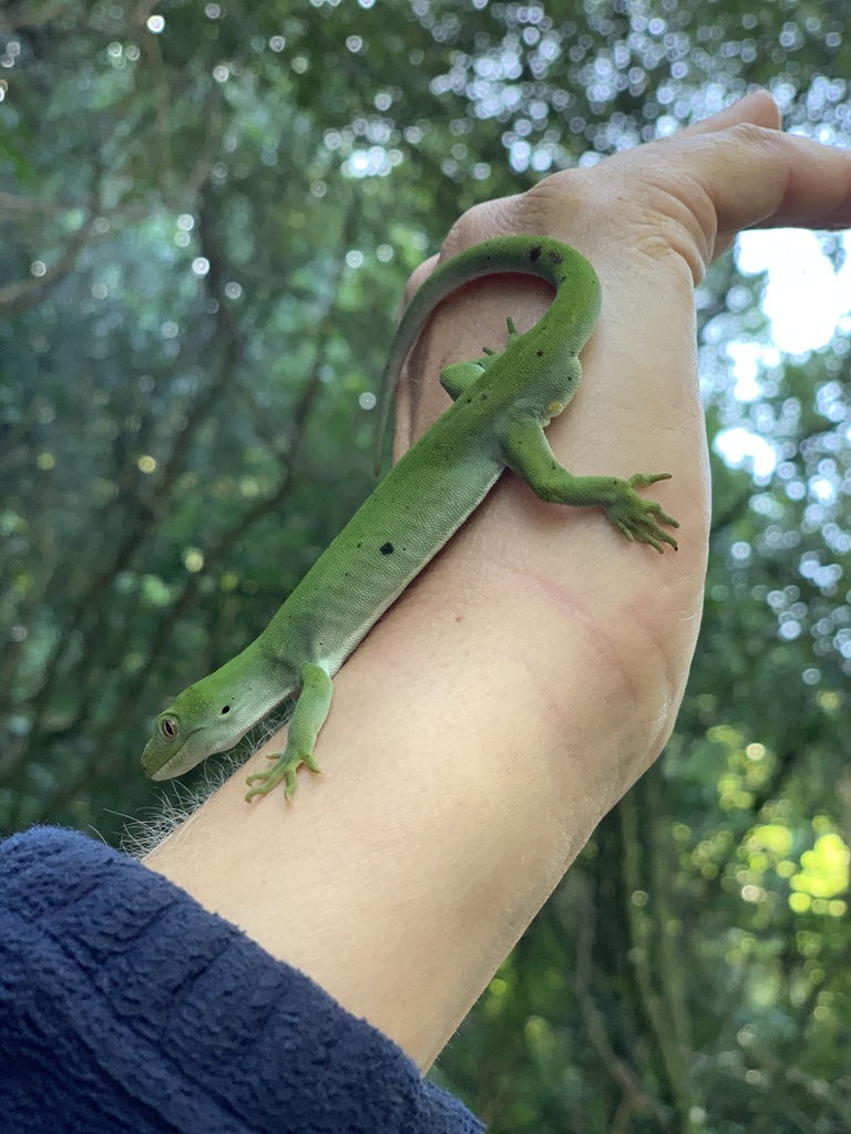 Elegant Gecko in June 2021 by raykub · iNaturalist