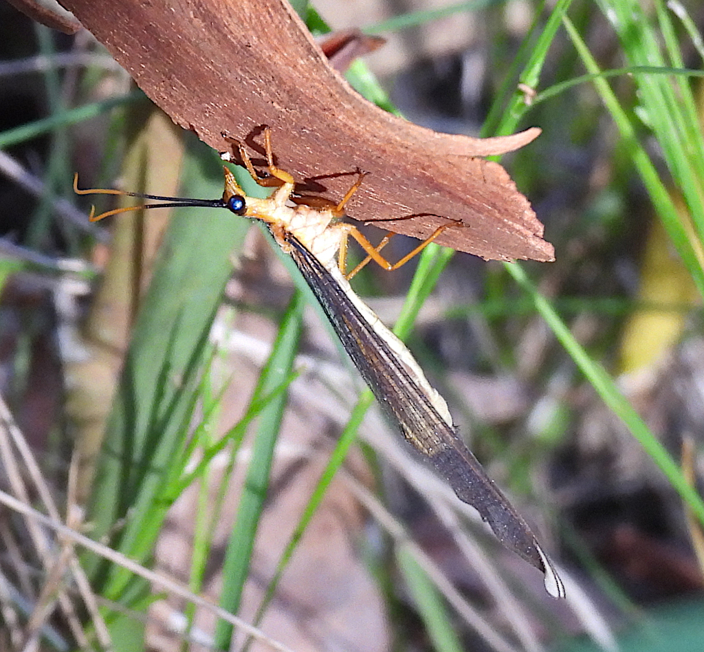 Blue Eyes Lacewing from Enoggera Reservoir QLD 4520, Australia on ...