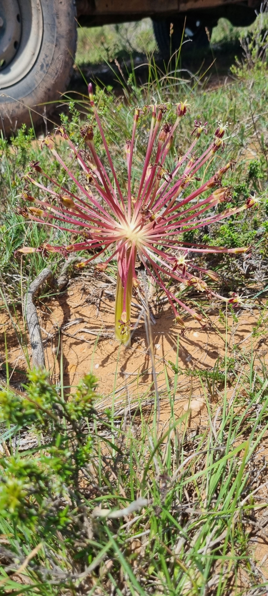 Crossyne guttata (L.) D.Müll.-Doblies & U.Müll.-Doblies