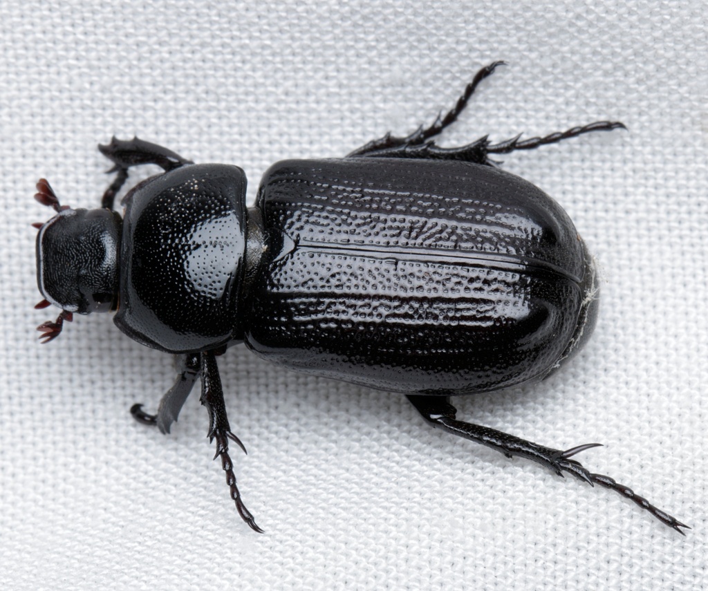 Cryptodus from Legana TAS 7277, Australia on January 09, 2023 at 09:41 ...