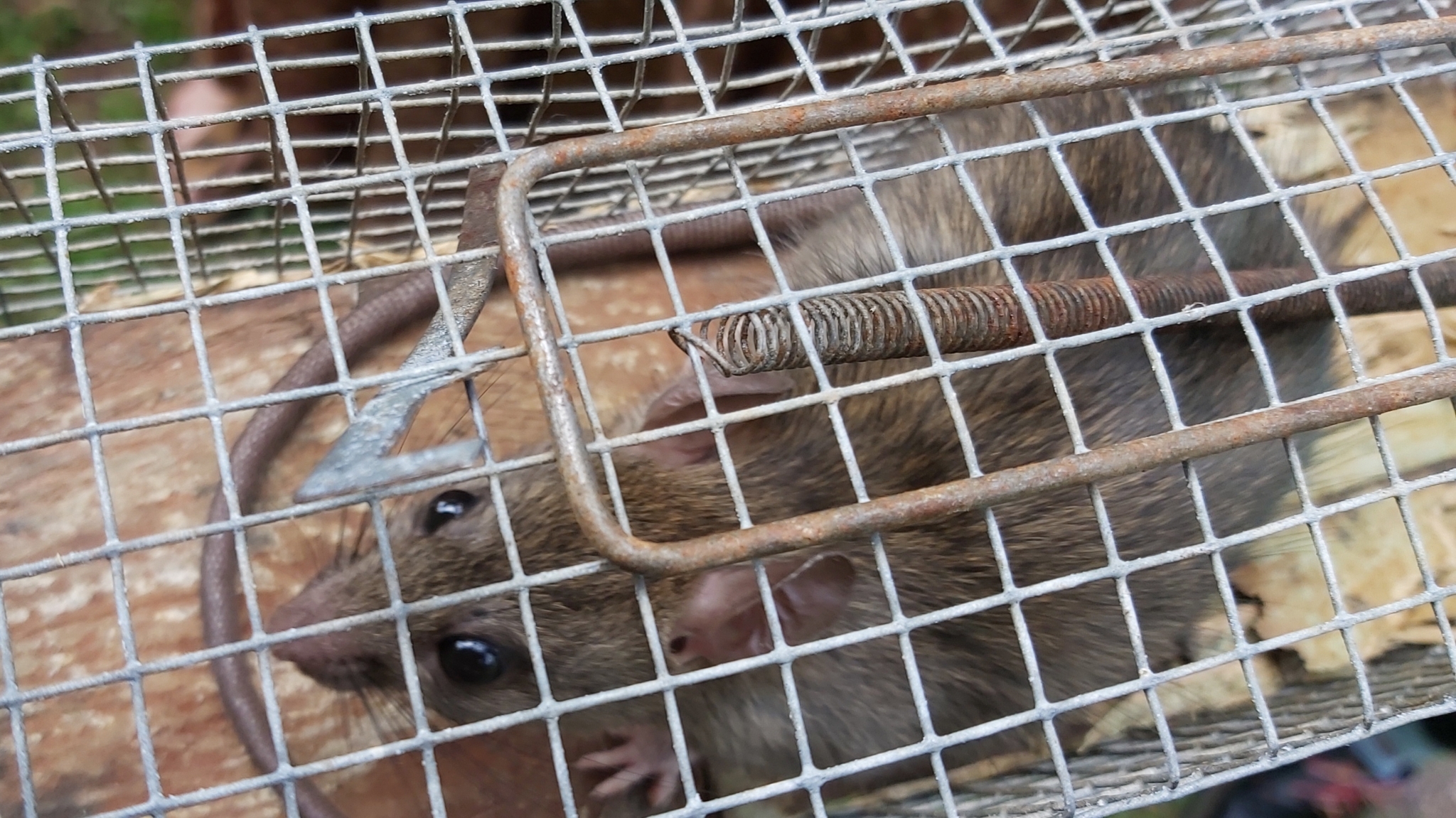 Rattus rattus (Linnaeus, 1758)